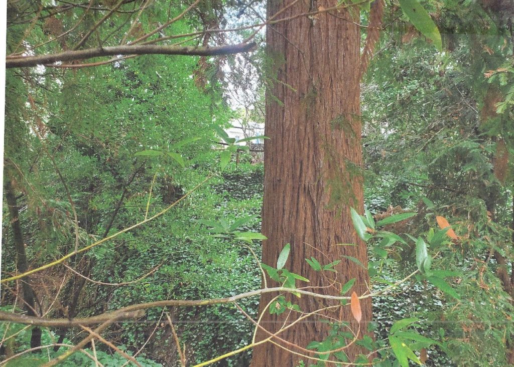 Friends of Grayson Creek